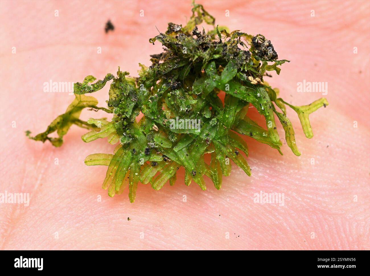 Veilworts (Metzgeria), Plantae, 中国江西省上饶市婺源县 Stock Photo - Alamy
