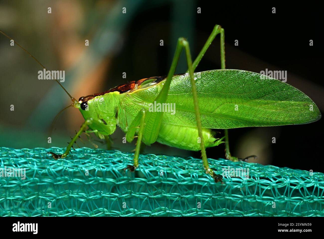 Hexacentrus japonicus hi-res stock photography and images - Alamy