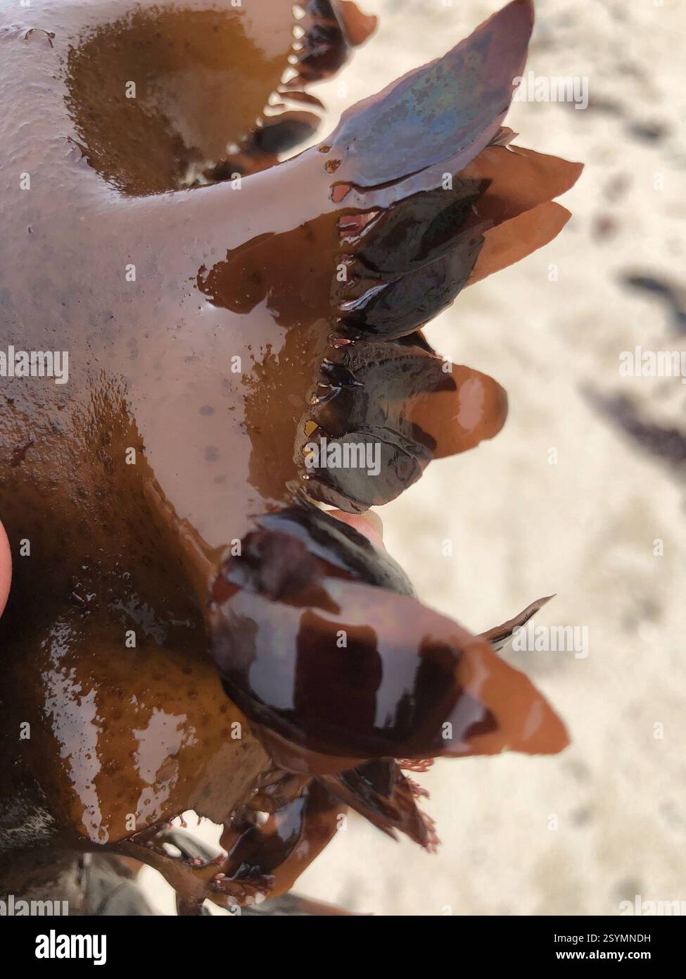 Iridescent Algae (Mazzaella), Plantae, San Mateo, Golden Gate National ...