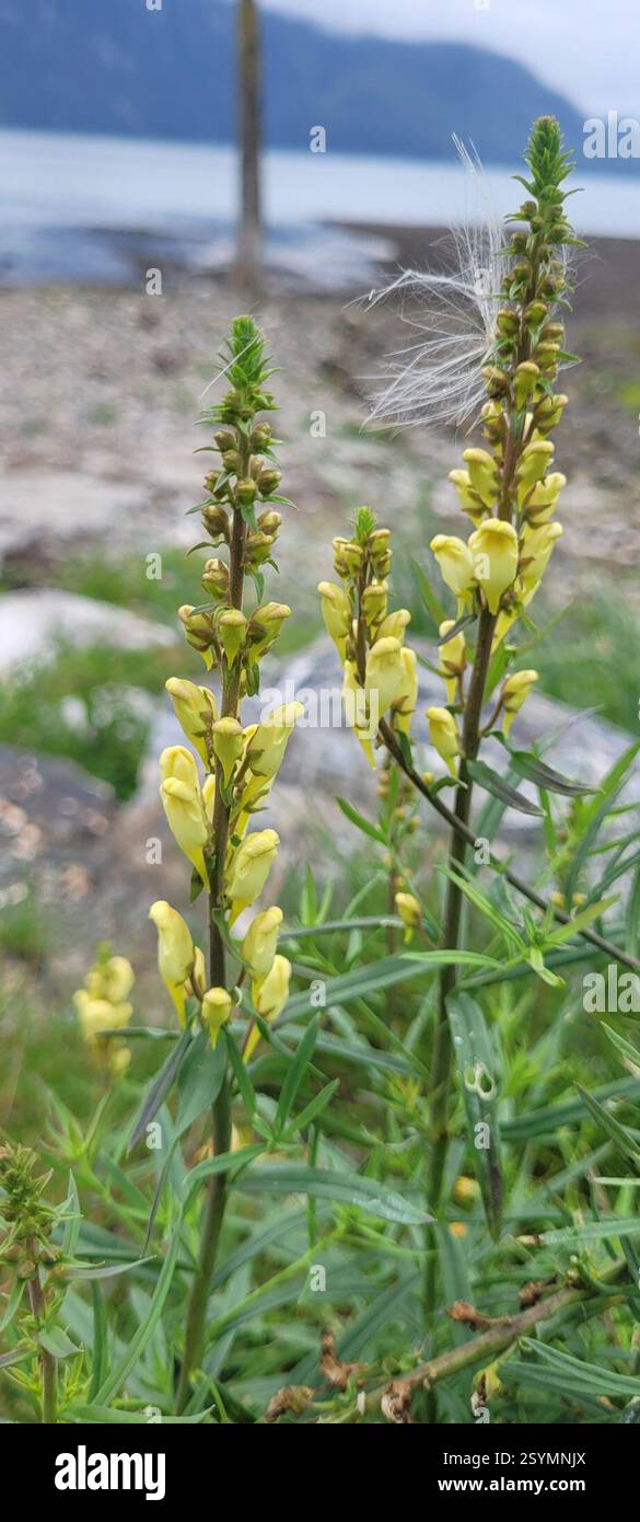 common toadflax (Linaria vulgaris), Plantae, Gingolx, BC, Canada Stock ...