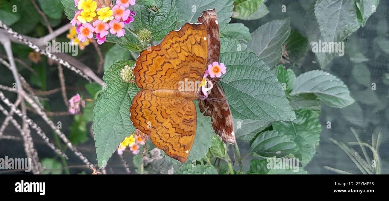 Ariadne merione hi-res stock photography and images - Alamy