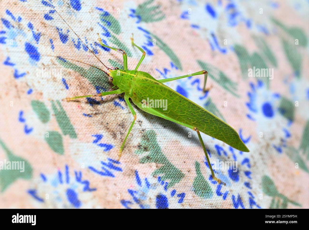 (Mirollia formosana), Insecta, 中国江西省上饶市婺源县 Stock Photo - Alamy