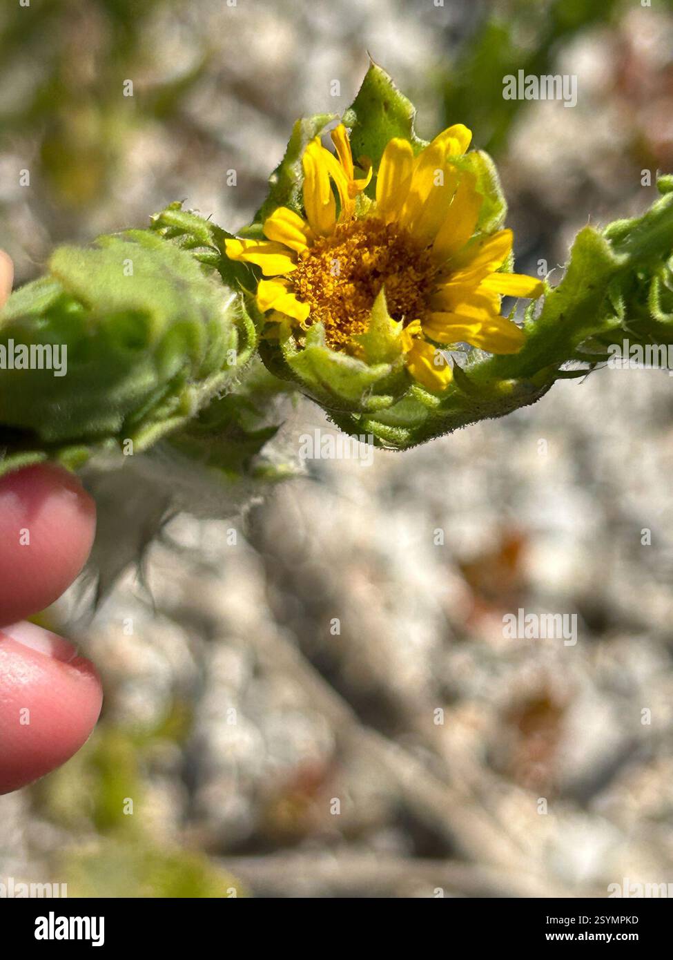 Camphor Daisy (Rayjacksonia phyllocephala), Plantae, Corpus Christi, TX ...
