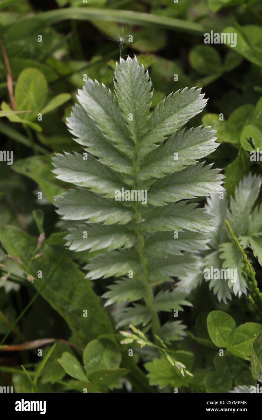 common silverweed (Argentina anserina), Plantae, Malltraeth Cob ...
