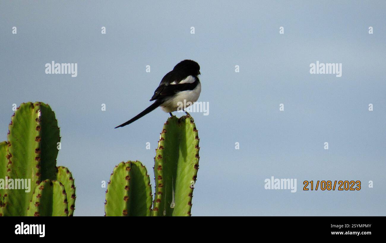 Lanius humeralis humeralis hi-res stock photography and images - Alamy