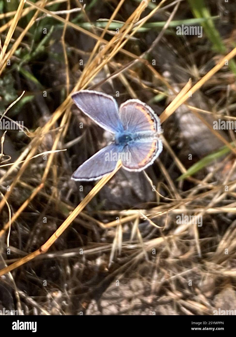Acmon Blue (Icaricia acmon), Insecta, Washoe Lake State Park, Washoe ...