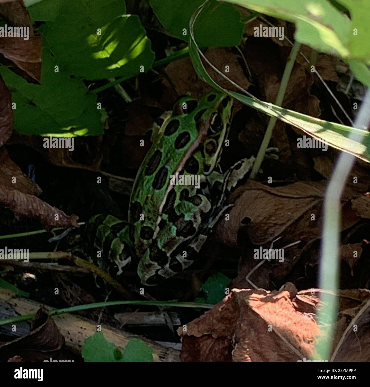 Northern Leopard Frog (Lithobates pipiens), Amphibia, L'Assomption, QC ...