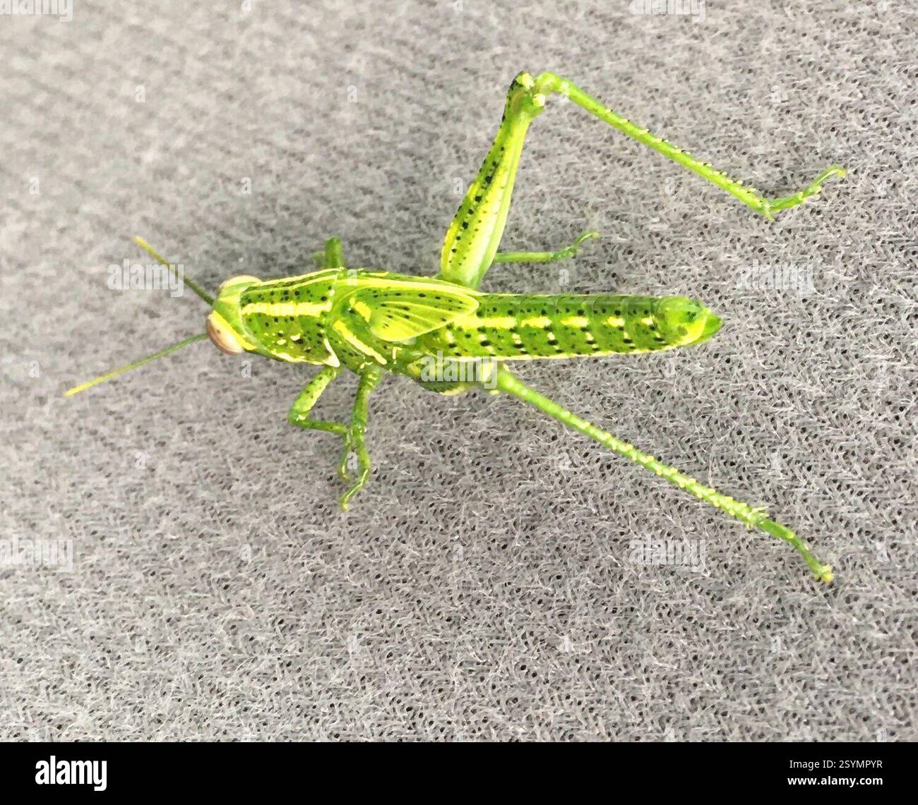 Rosemary Grasshopper (Schistocerca ceratiola), Insecta, Florida, US ...