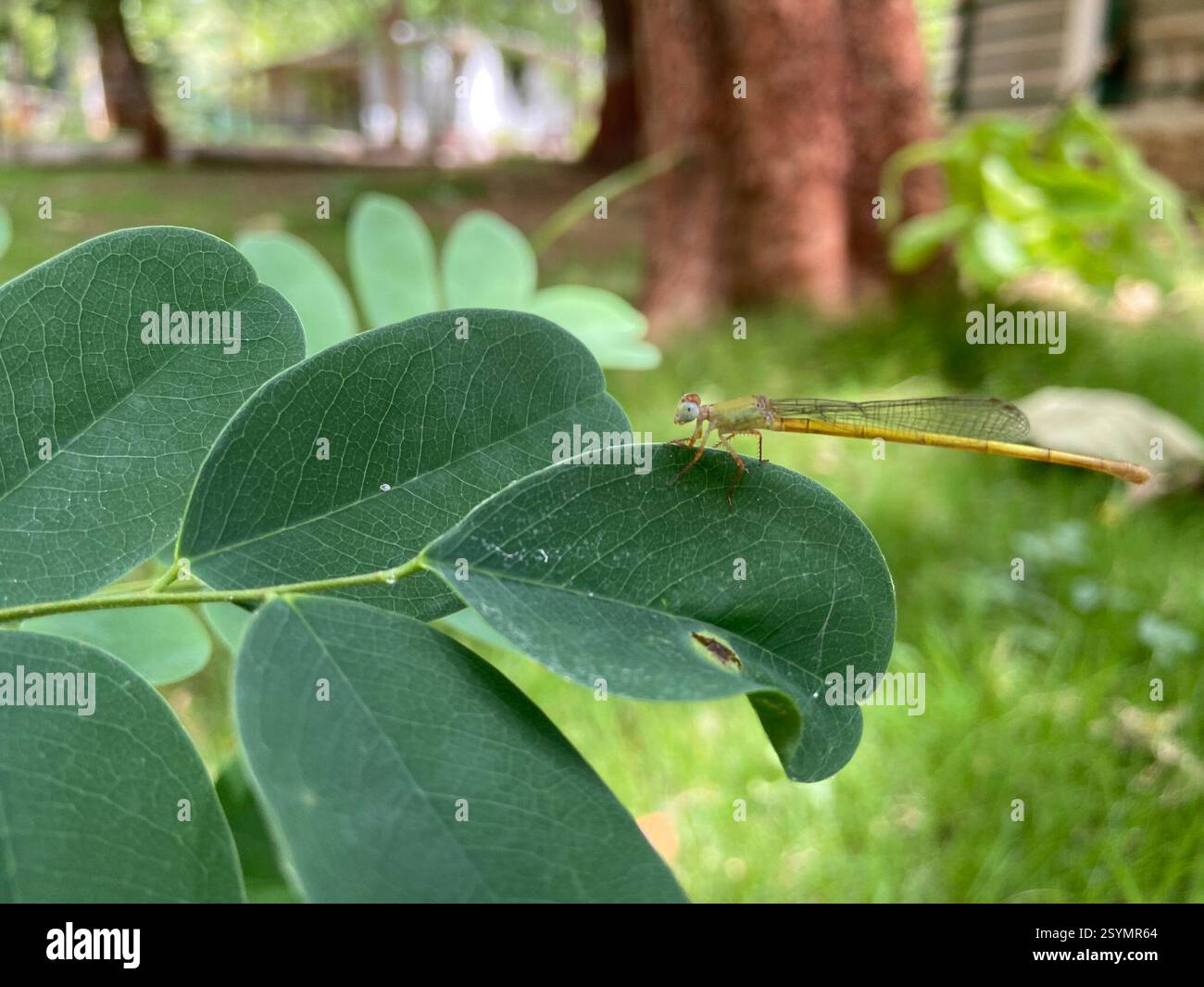Coromandel Marsh Dart (Ceriagrion coromandelianum), Insecta, Dolvan ...