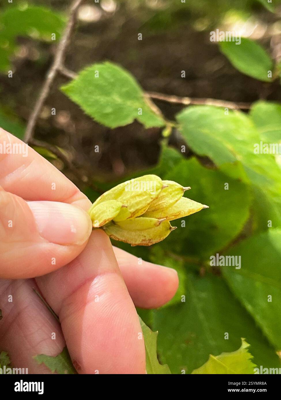 American hophornbeam (Ostrya virginiana), Plantae, Stewiacke River Park ...