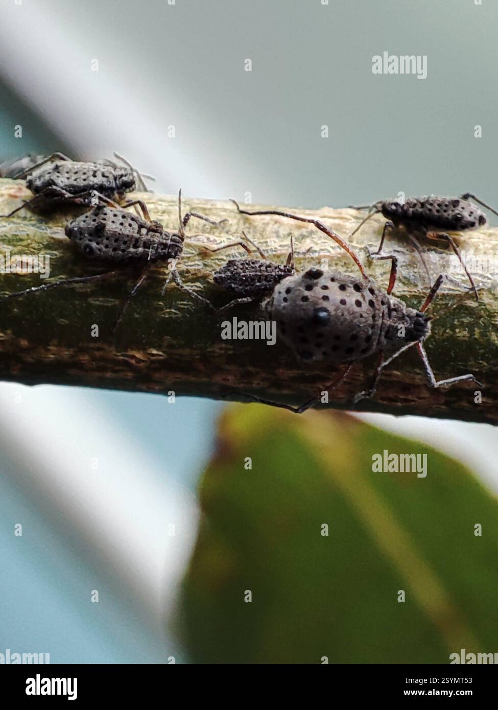 Giant Willow Aphid (Tuberolachnus salignus), Insecta, Plantentuin, 1860 ...