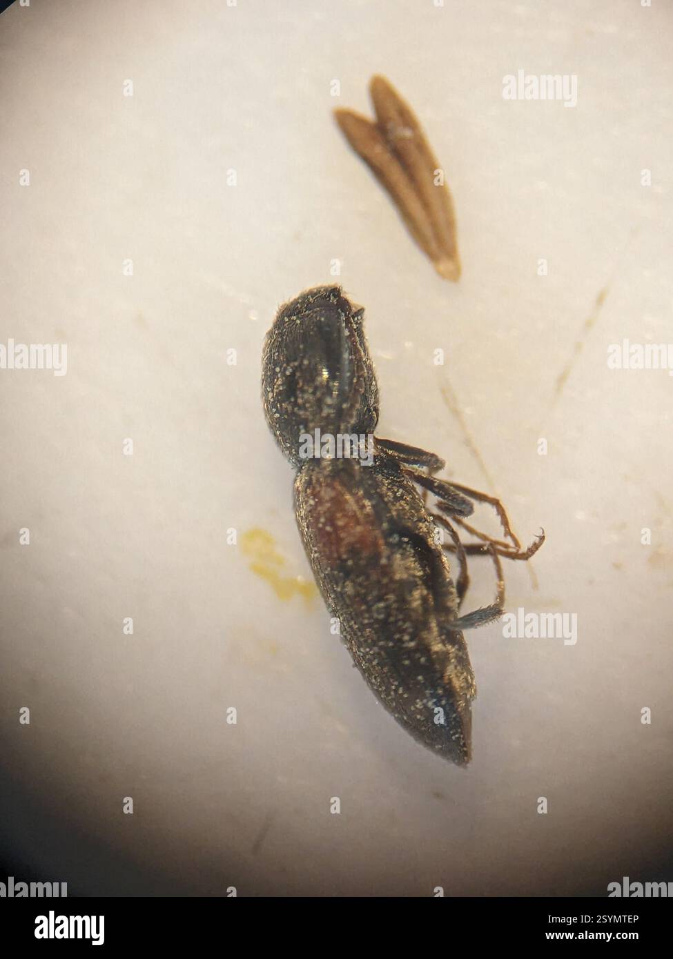 (Drasterius bimaculatus), Insecta, 24610 Montpeyroux, France Stock ...