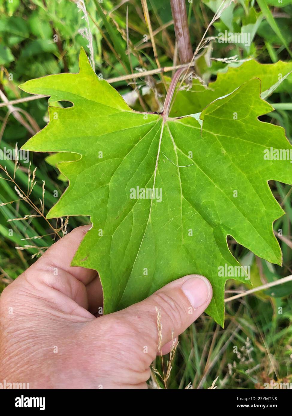 pale Indian plantain (Arnoglossum atriplicifolium), Plantae, Glen Ellyn ...