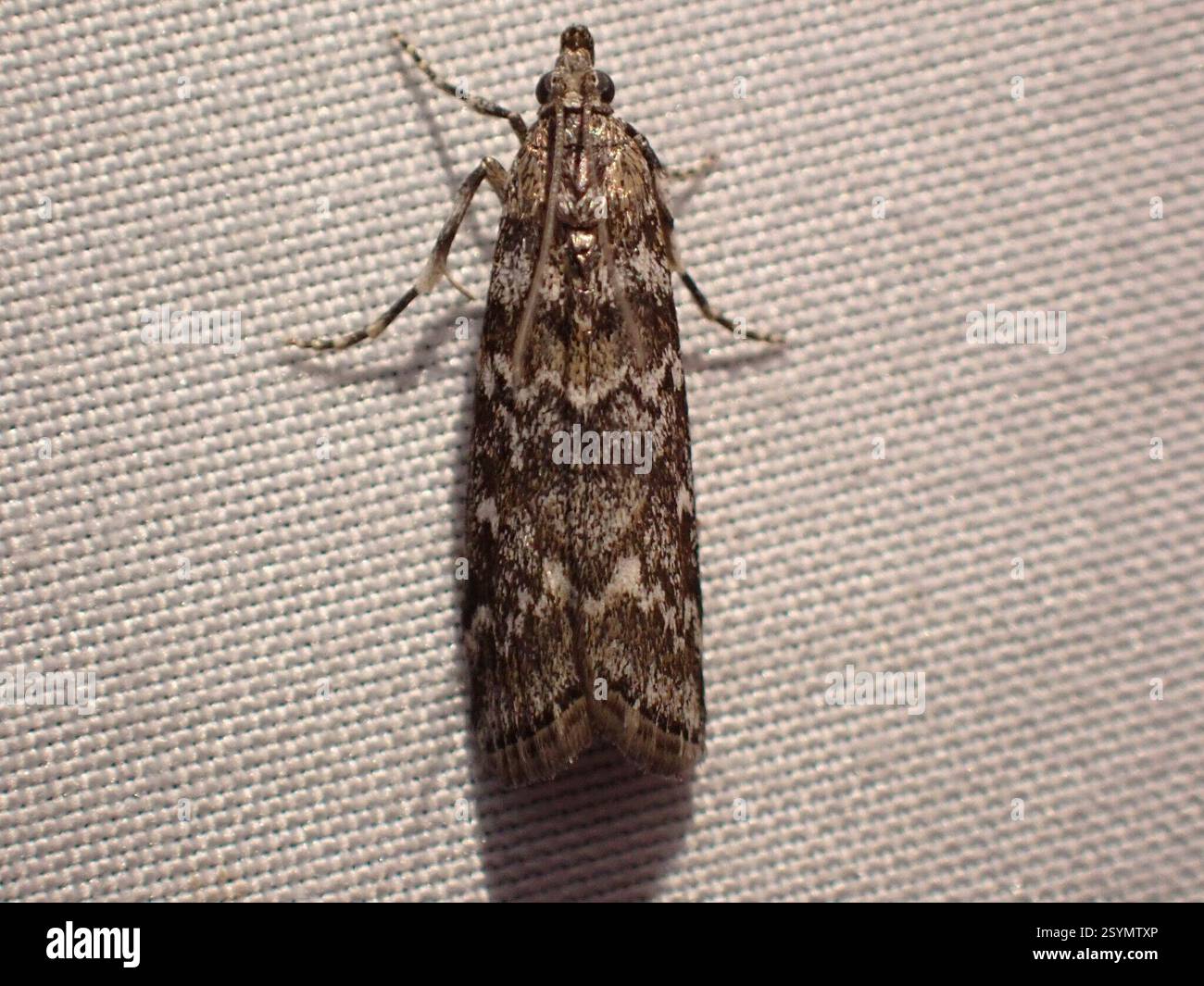 Conifer Coneworm Moths (Dioryctria), Insecta, Marquis No. 191, SK ...