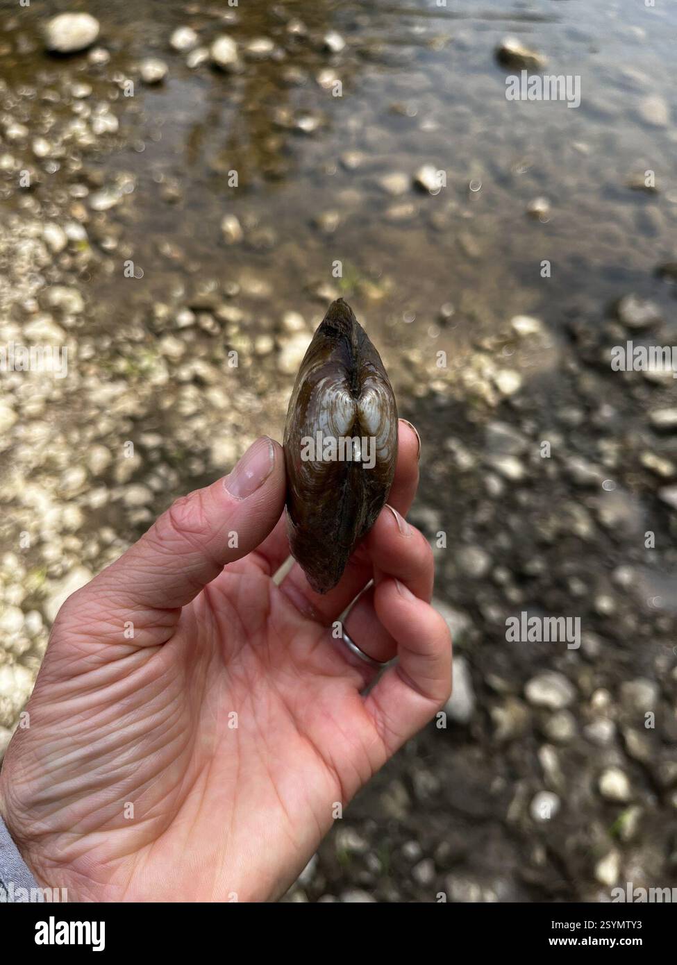 Mucket (Ortmanniana ligamentina), Mollusca, Meadowlily Trl, London, ON ...