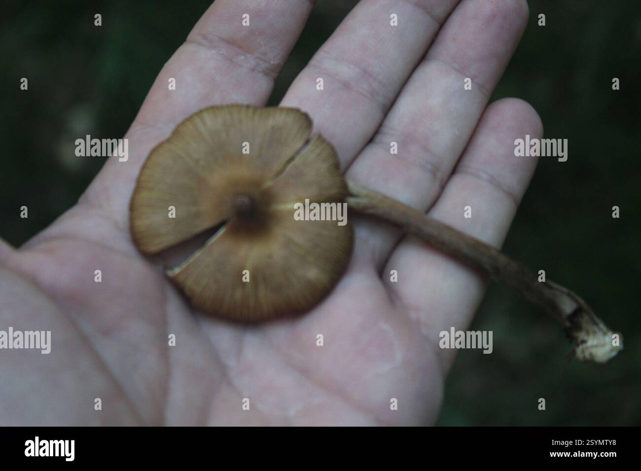 bulbous fibrecap (Inocybe napipes), Fungi, Malden, Netherlands Stock ...