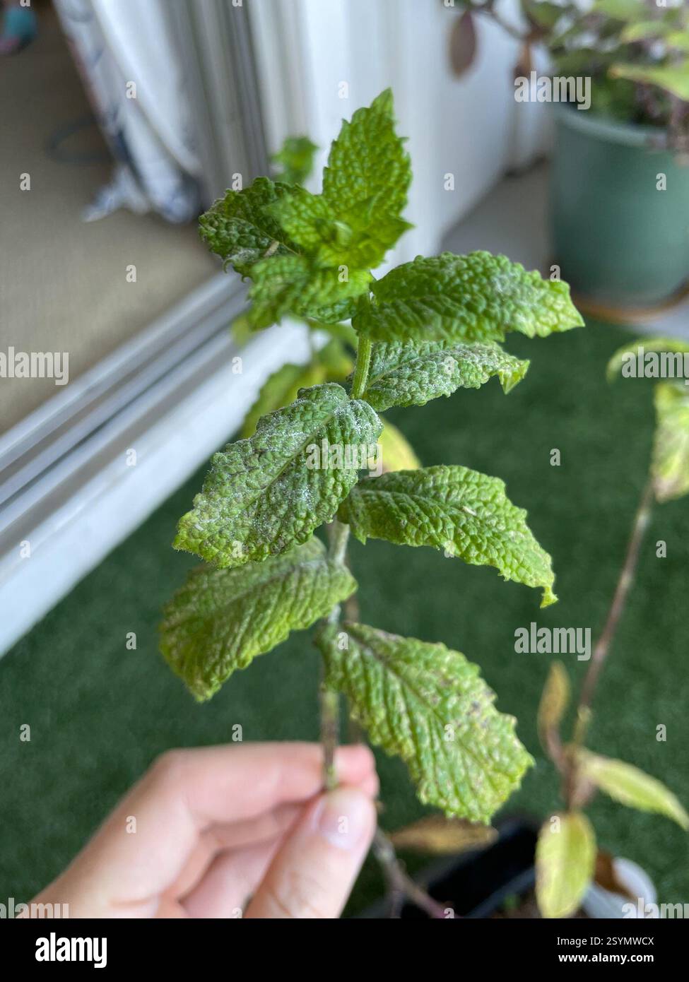 (Golovinomyces monardae), Fungi, California, US, Powdery mildew on my ...