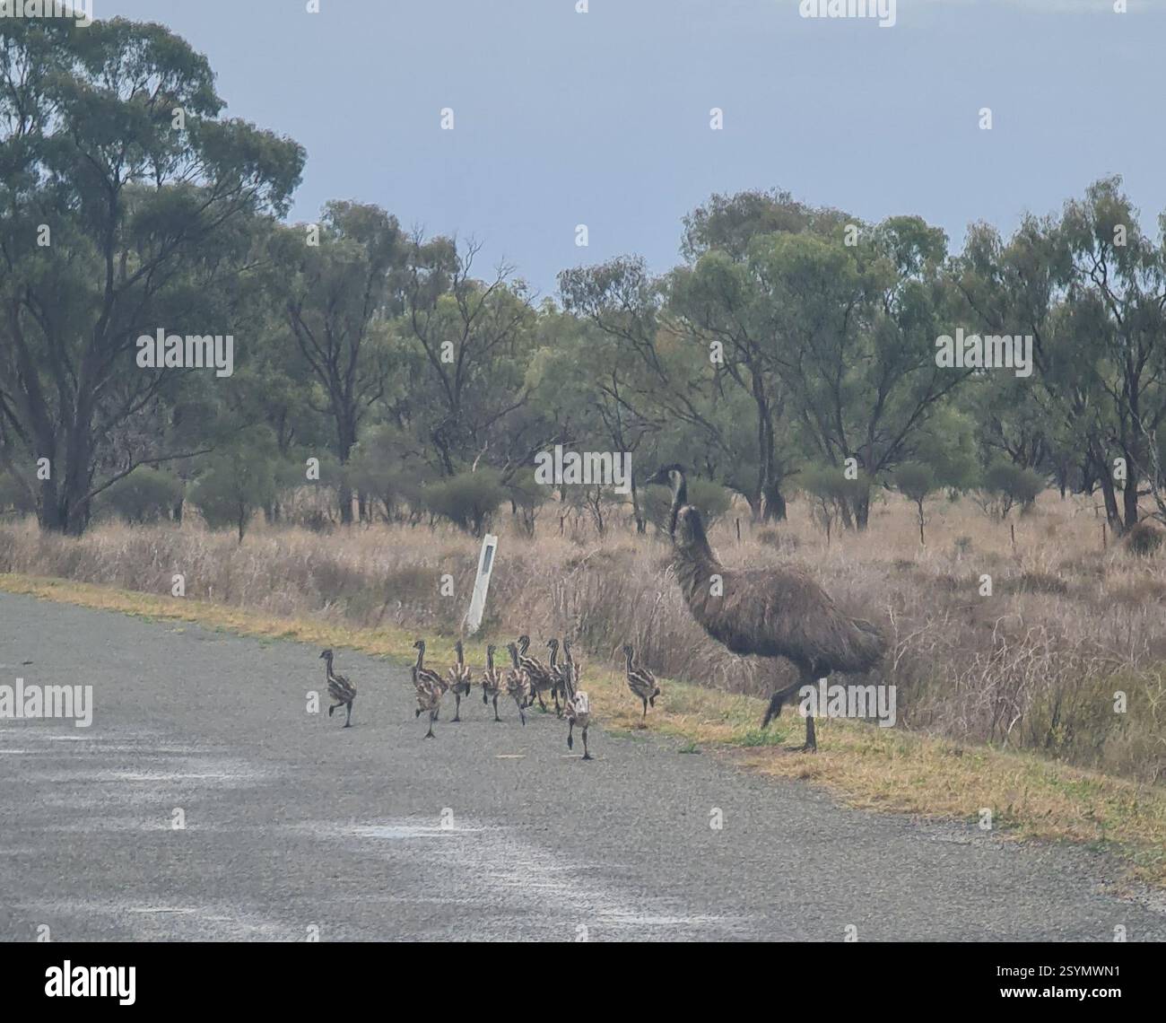 Murrawombie hi-res stock photography and images - Alamy