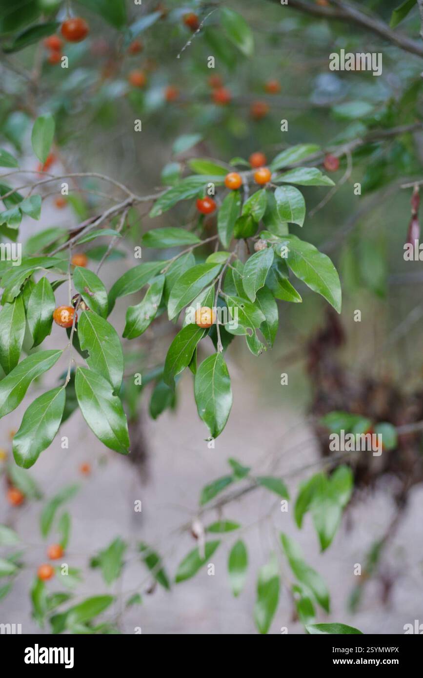 Long-leaved Bitter Bark (Petalostigma triloculare), Plantae, Victoria ...