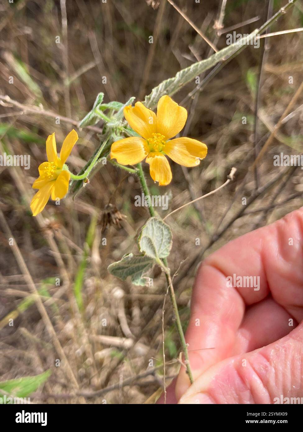 straggly lantern-bush (Abutilon oxycarpum), Plantae, Mount Murchison ...