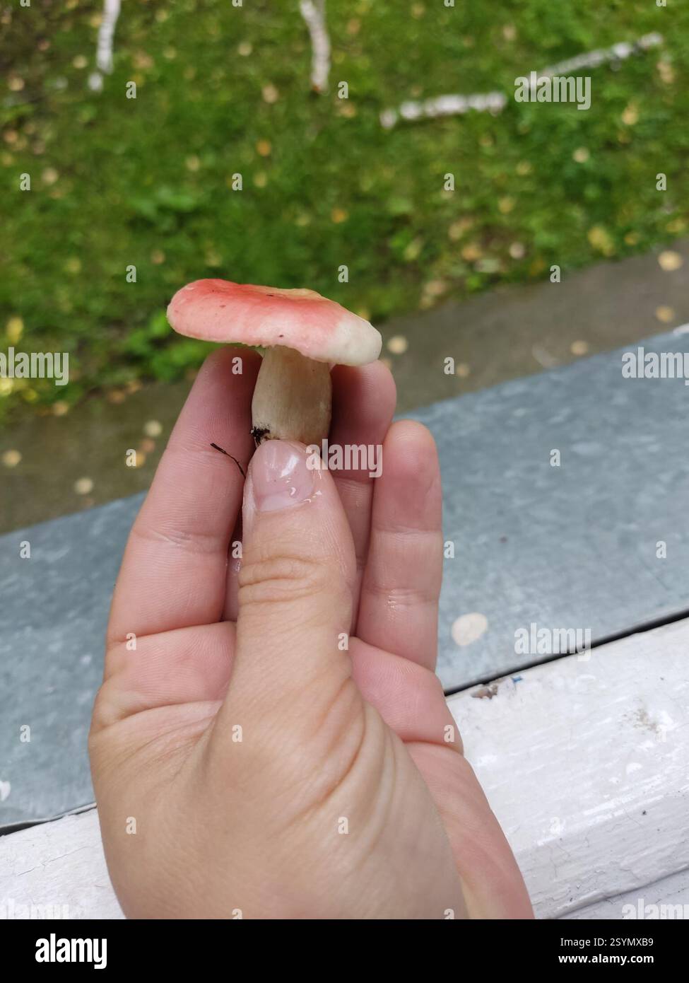 The Flirt (Russula vesca), Fungi, Новосибирская обл., Россия, 630090 ...