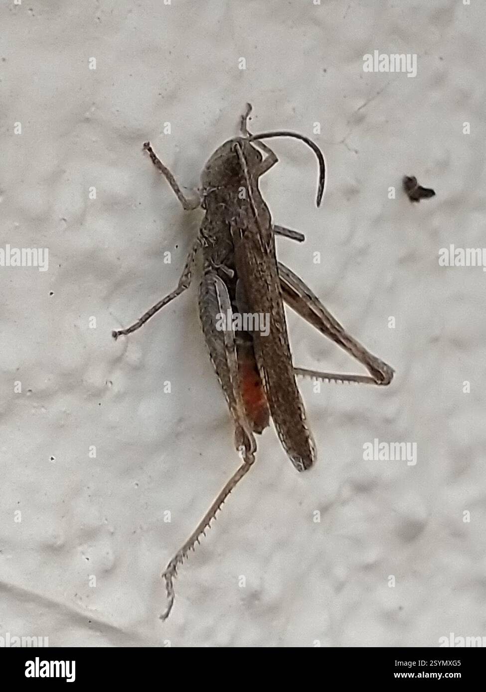 Common Field Grasshopper (Chorthippus brunneus), Insecta, Twinhoe, Bath ...