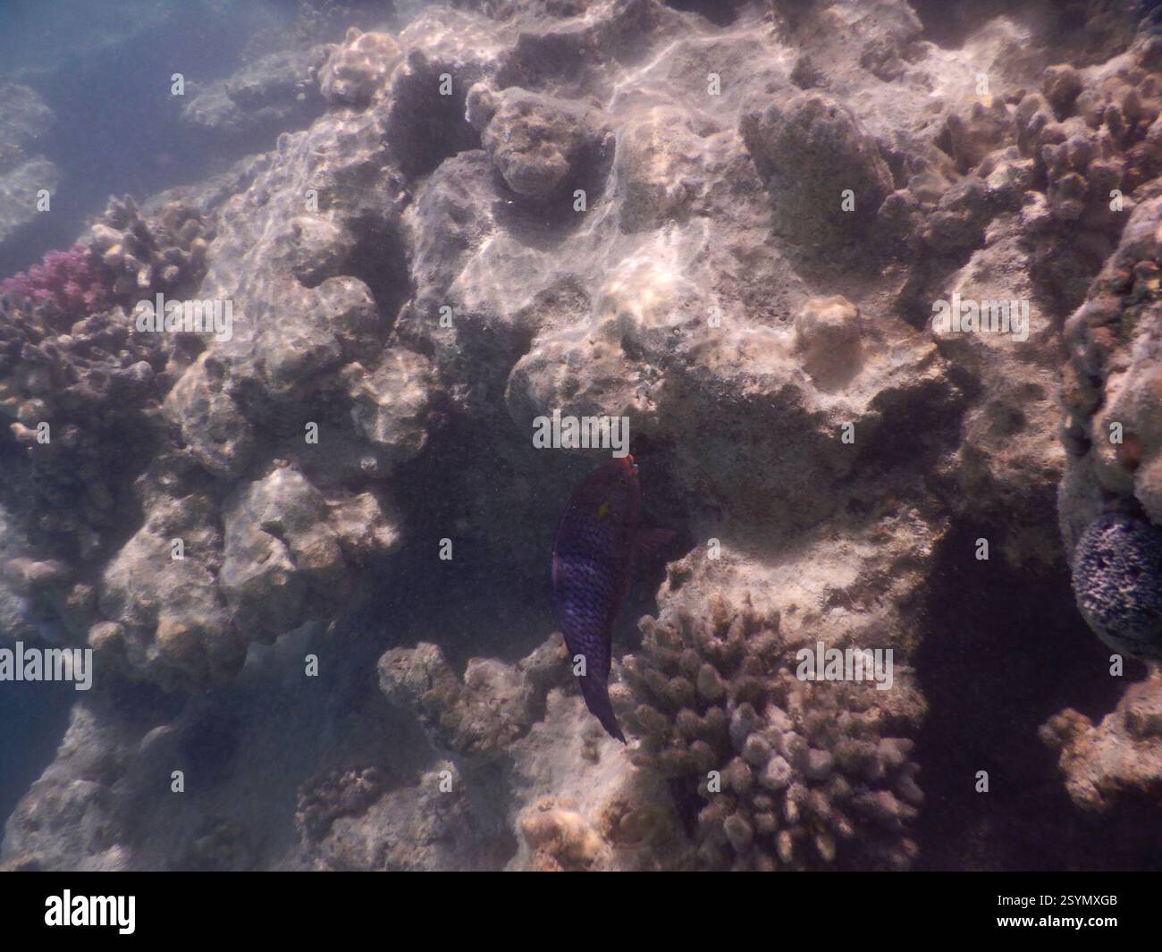 Swarthy Parrotfish (Scarus niger), Actinopterygii, Marsa Alam, Red Sea ...