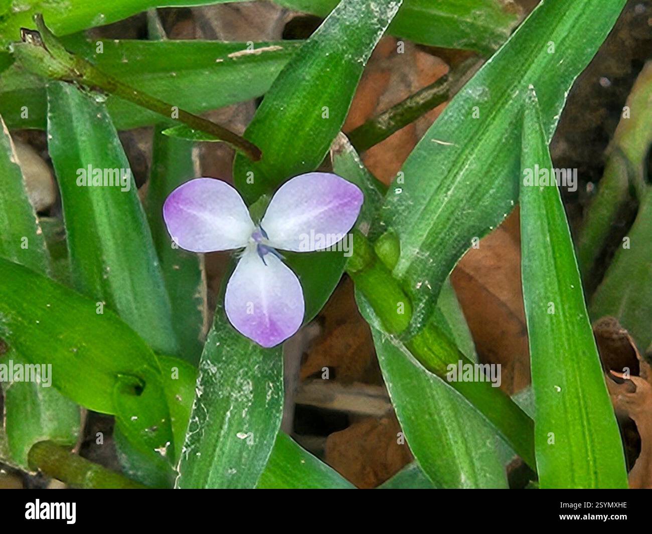 marsh dewflower (Murdannia keisak), Plantae, College Park, MD, USA ...
