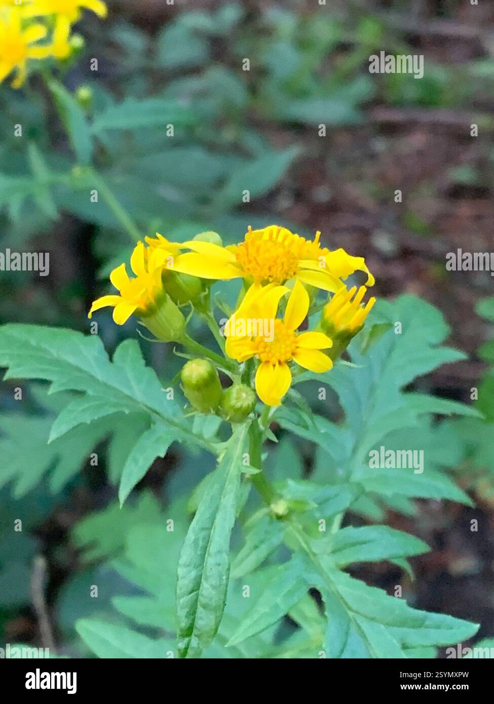 Cut-Leaved Ragwort (Senecio eremophilus), Plantae, River Valley Mayfair ...