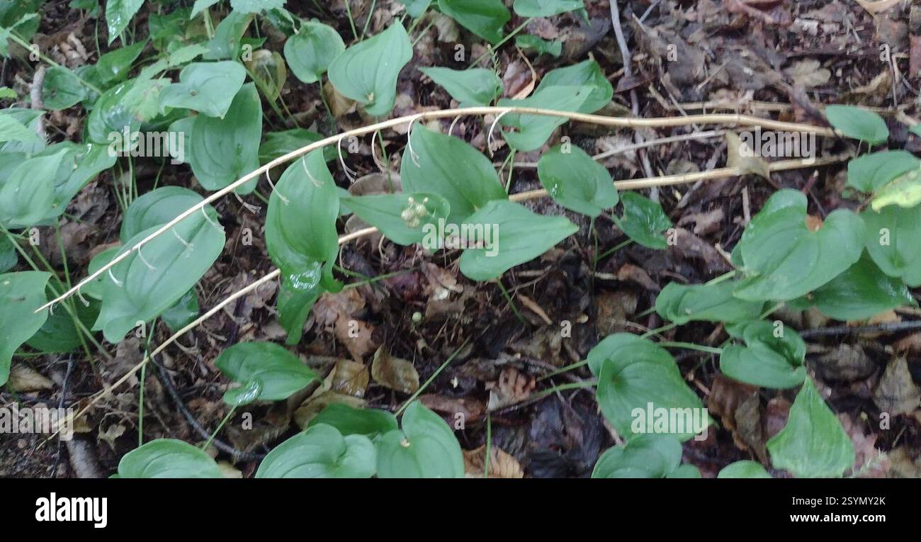 Solomon's-seal (Polygonatum multiflorum), Plantae, Powiat iławski ...