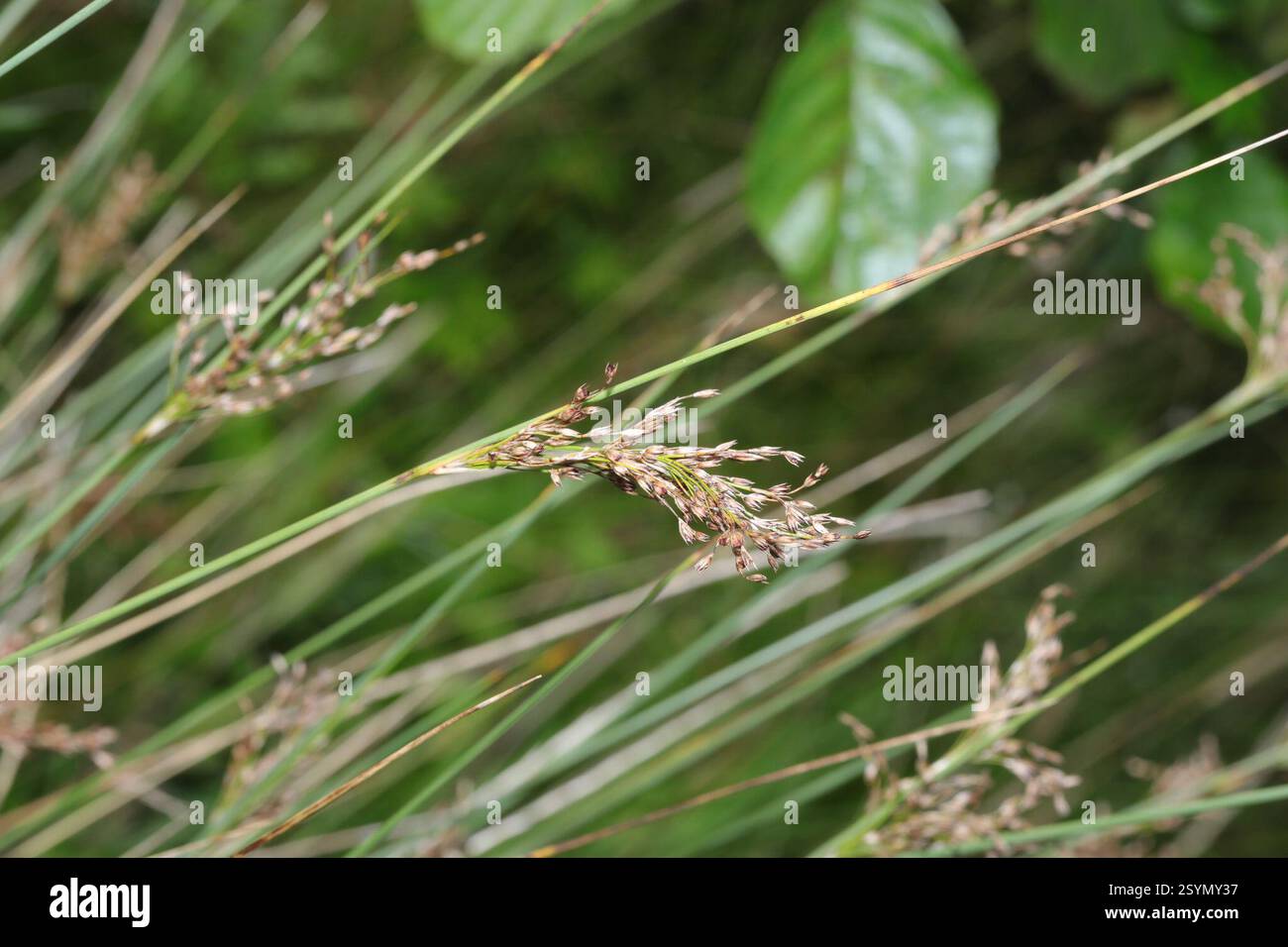 Hard Rush (Juncus inflexus), Plantae, Tawd Valley Park, Glenburn Road ...