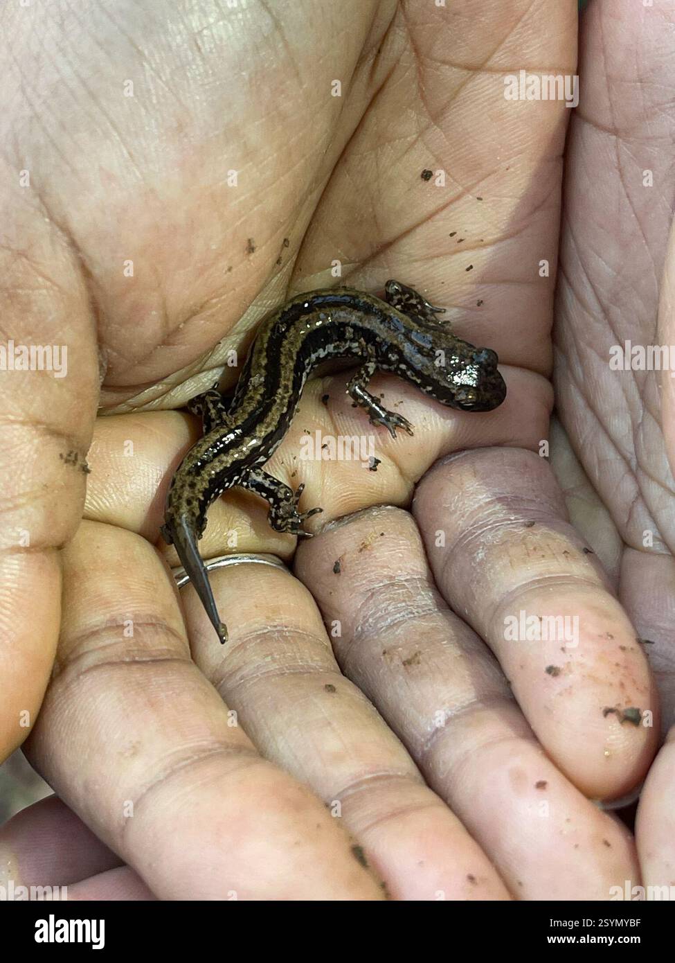 Three-lined Salamander (Eurycea guttolineata), Amphibia, Katie Kerr Dr ...