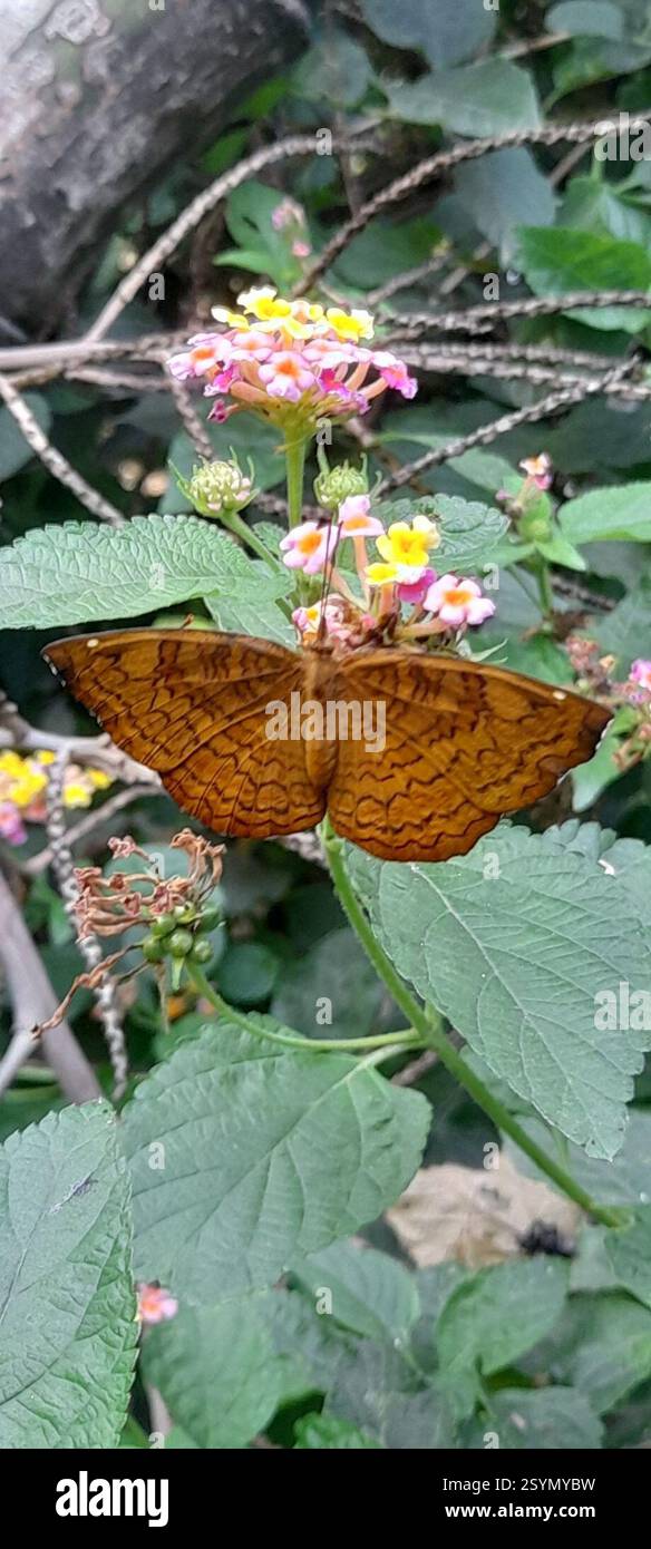 Ariadne merione hi-res stock photography and images - Alamy