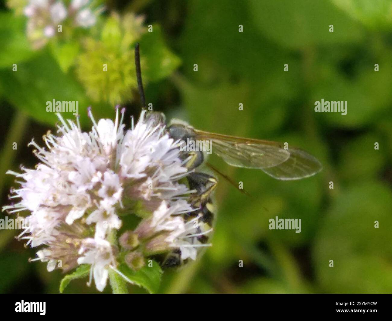 Six-spotted Scoliid Wasp (Colpa sexmaculata), Insecta, 34150 Gignac ...