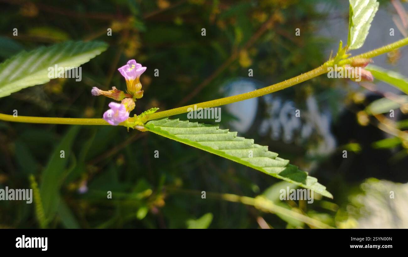 Pyramid Flower (Melochia pyramidata), Plantae, Las Rosas, Irapuato, Gto ...