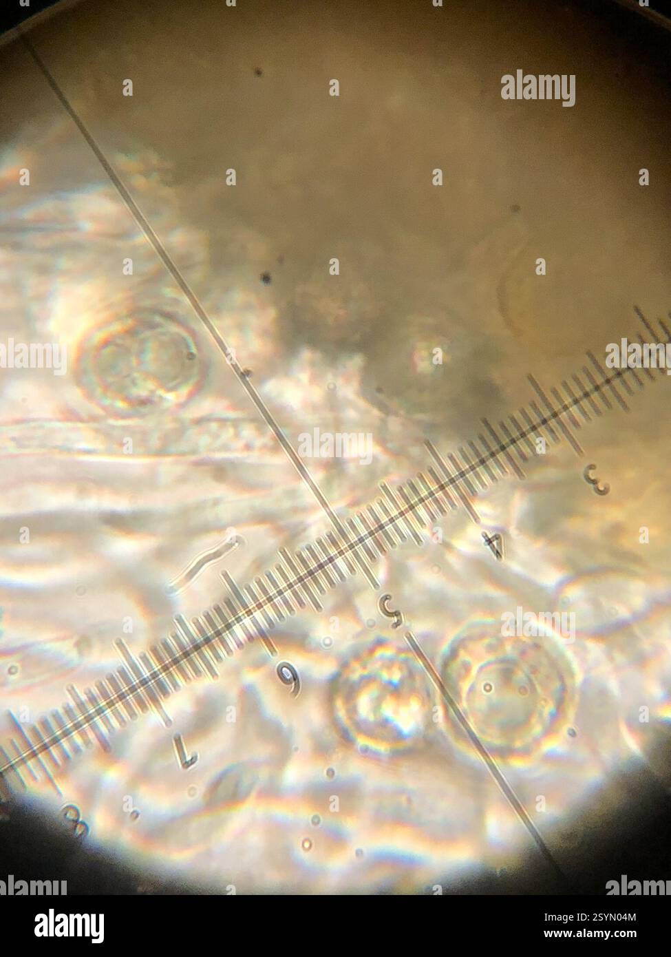 (Sepedonium ampullosporum), Fungi, Church Ave, Saanich, BC, CA, see ...