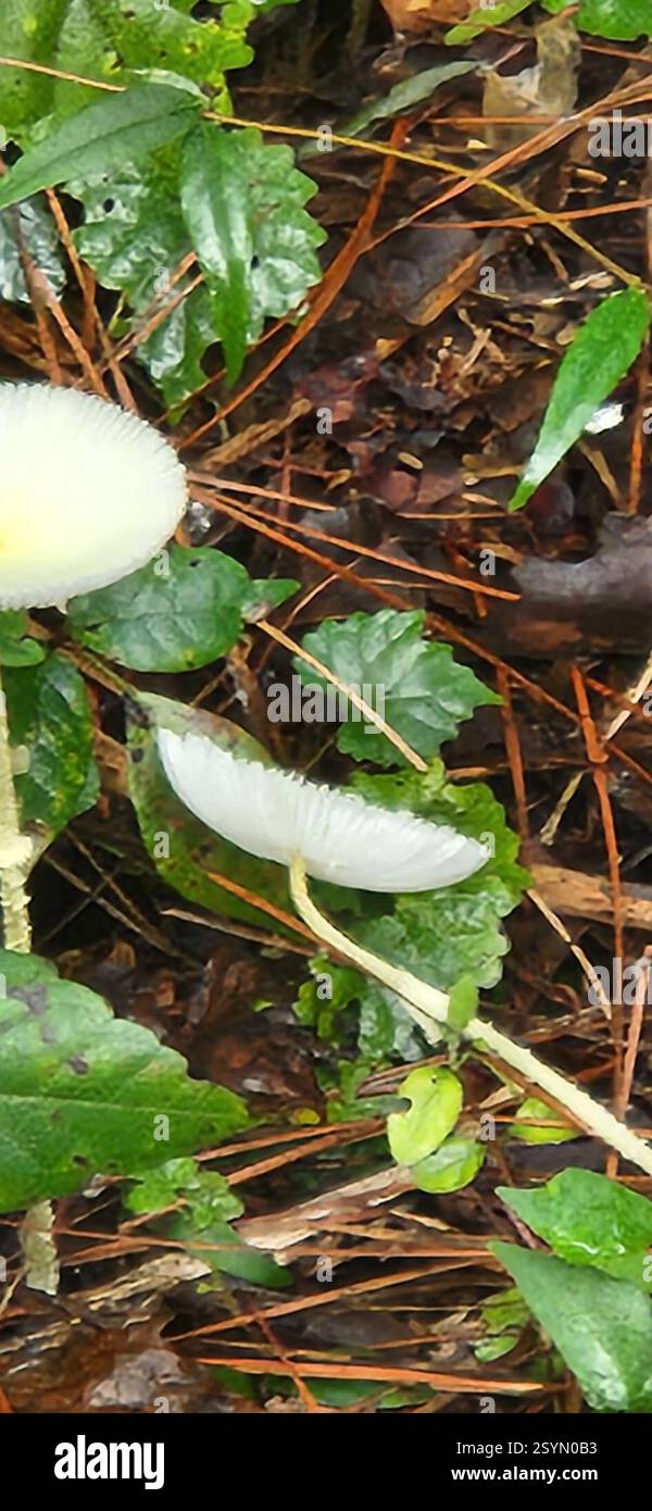 Fragile Dapperling (Leucocoprinus fragilissimus), Fungi, N Litchfield ...