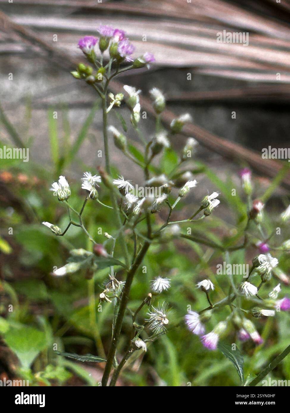 little ironweed (Cyanthillium cinereum), Plantae, Maha Bandula Park ...