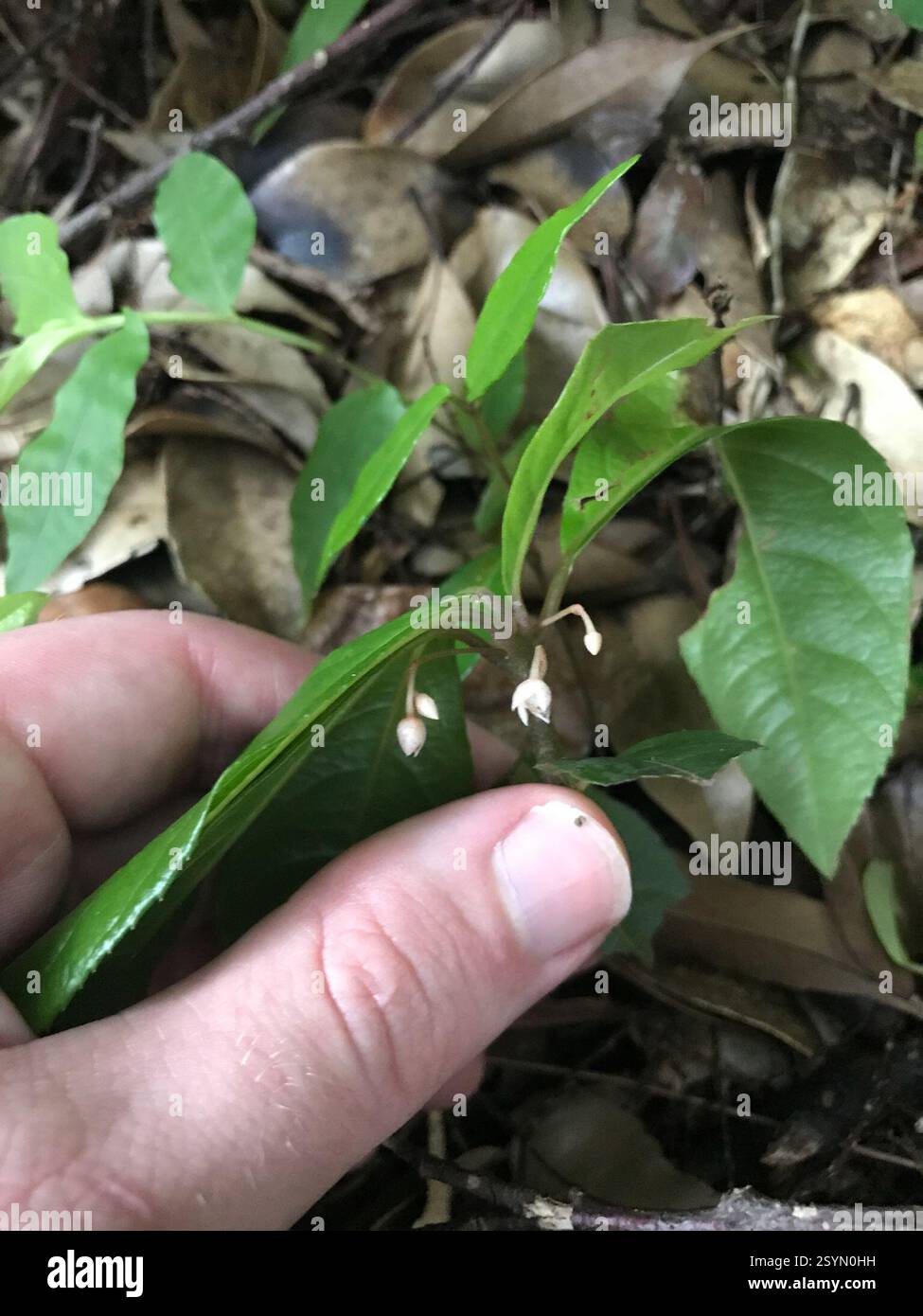 Japanese cleyera (Ardisia japonica), Plantae, Kamikoshikicho Kuwanoura ...