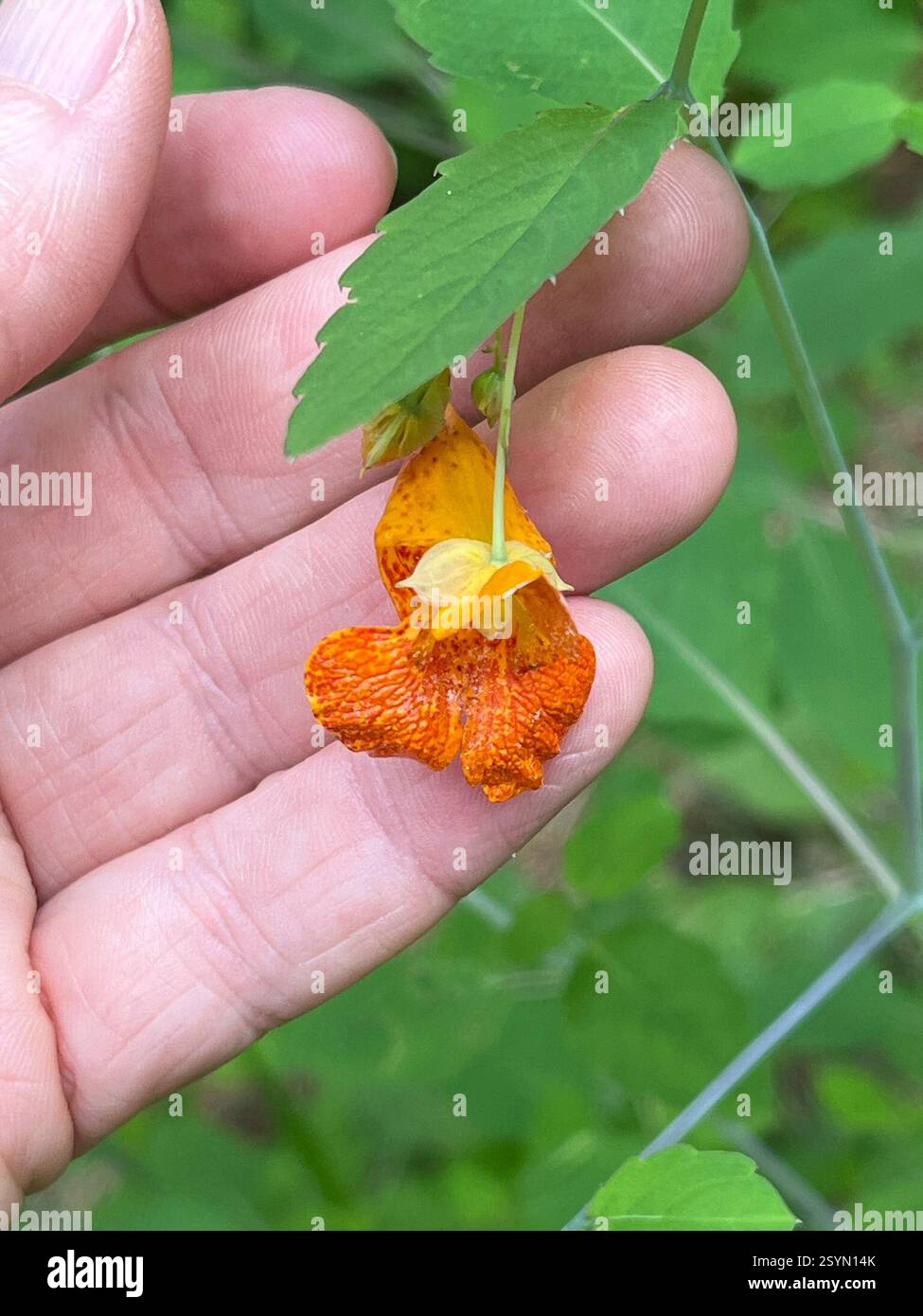 common jewelweed (Impatiens capensis), Plantae, Mount Ascutney State ...