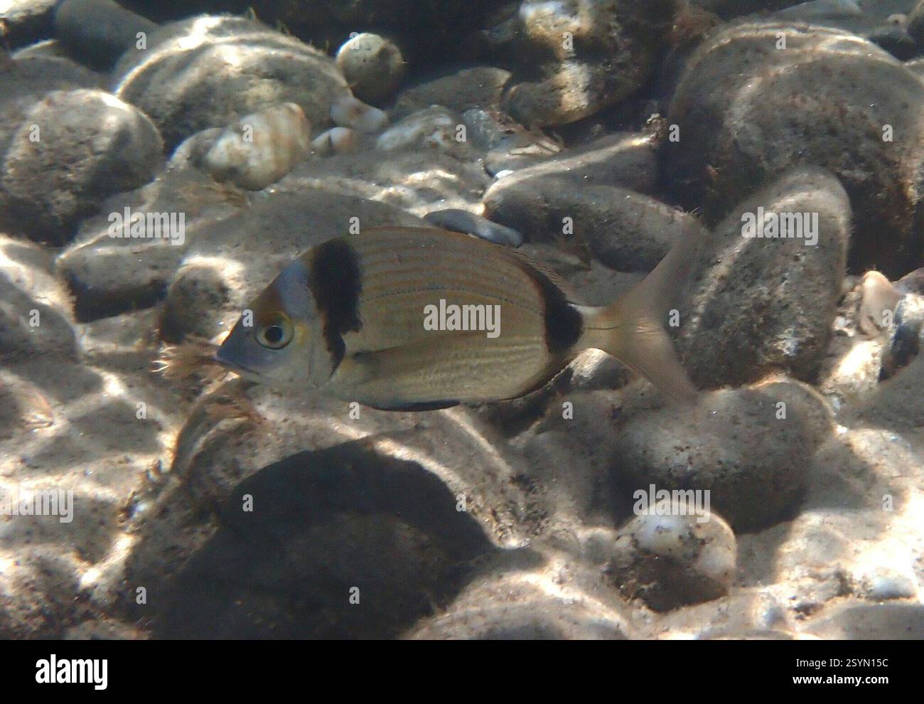 Common Two-banded Seabream (Diplodus vulgaris), Actinopterygii ...