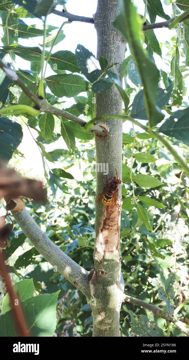 European Hornet (Vespa crabro), Insecta, 64370 Mesplède, France, En ...