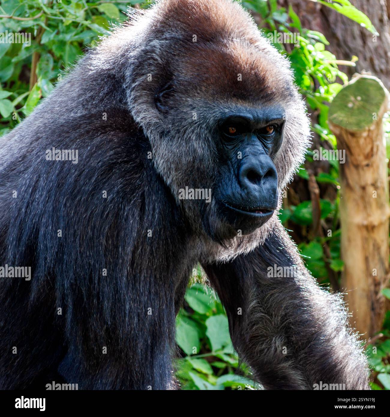 A powerful Western Lowland Gorilla surveys its surroundings. This ...