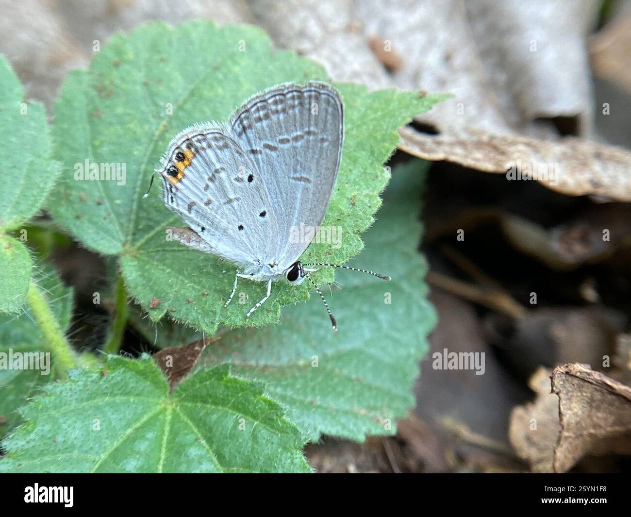 Orange-tipped Pea-blue (Everes lacturnus), Insecta, Dolvan, Tapi, GJ ...