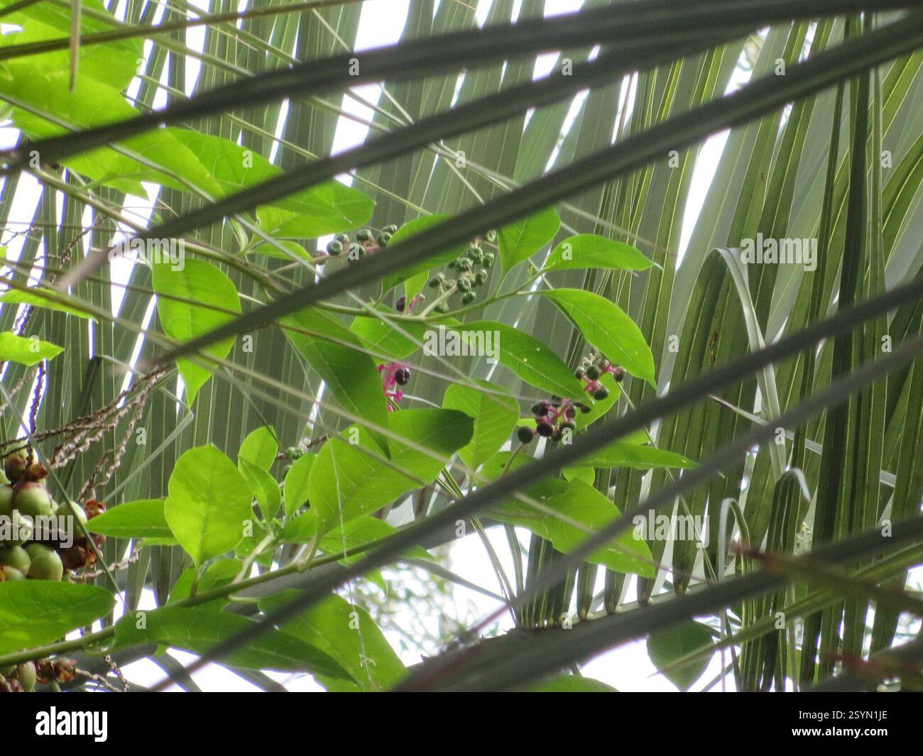 Maritime Pokeweed (Phytolacca americana rigida), Plantae, Windsor ...