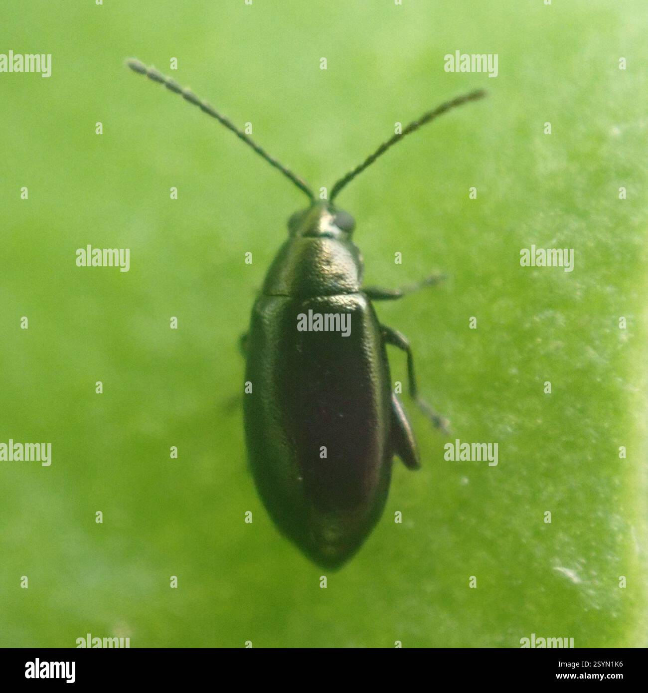 (Phyllotreta), Insecta, London SE6, UK Stock Photo - Alamy