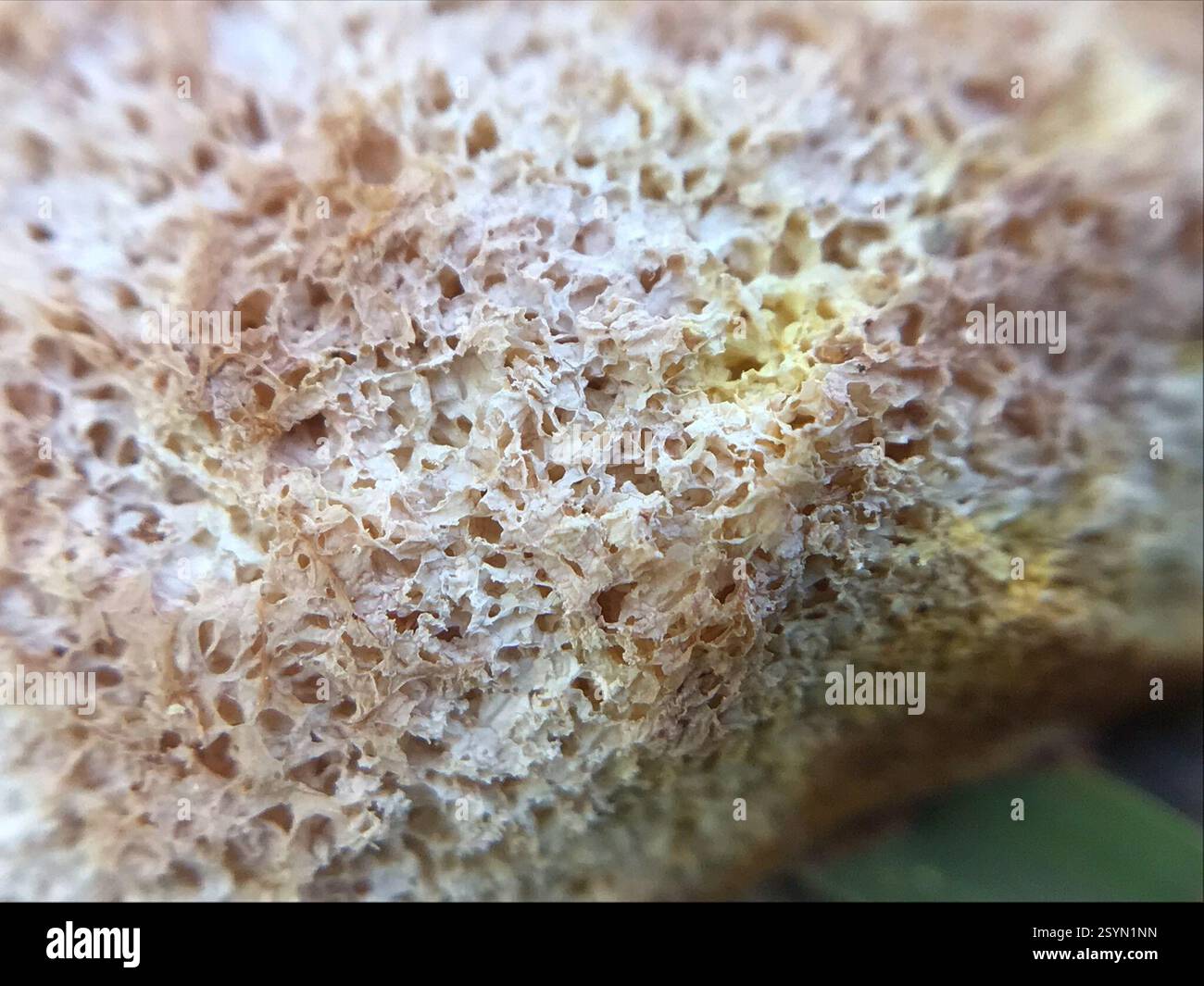 Dog Vomit Slime Mold (Fuligo septica), Protozoa, Santa Fe de la Vera ...