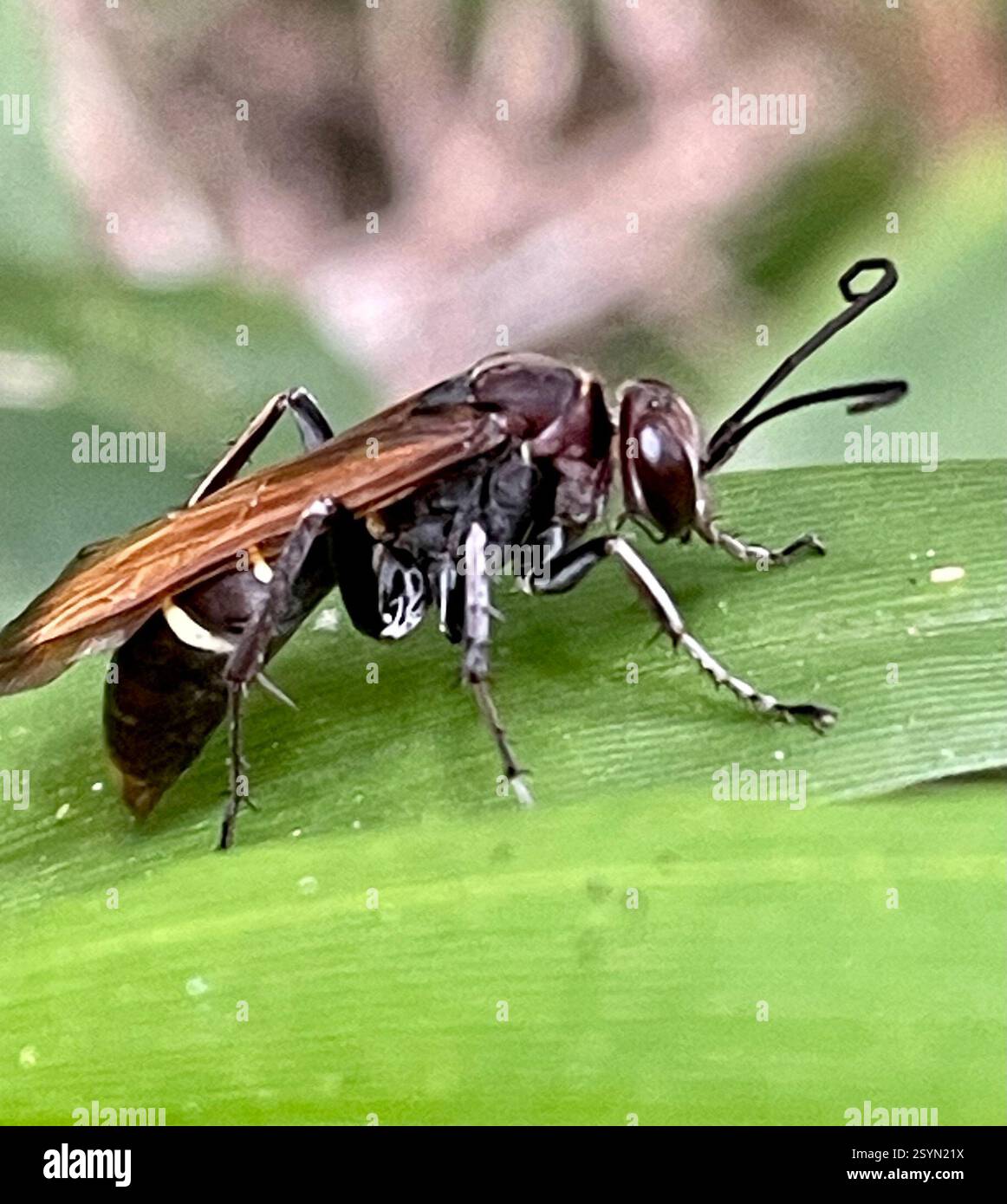 Spider Wasps (Pompilidae), Insecta, Madagascar, Toamasina, MG, A single male wasp resting on ...