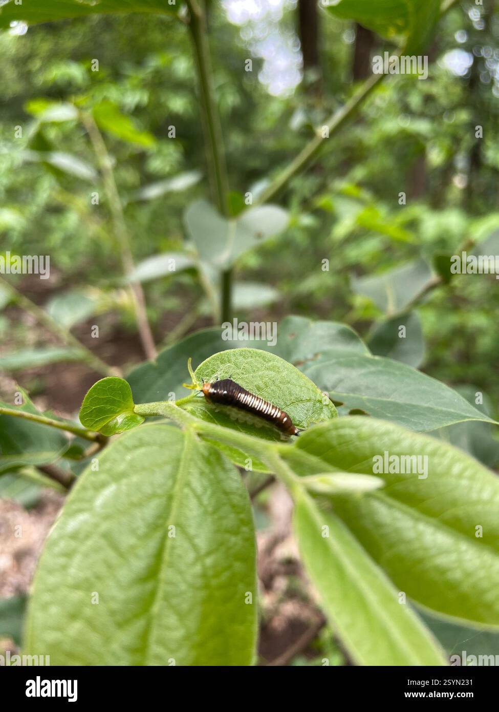 Spot Swordtail (Graphium nomius), Insecta, Dolvan, Tapi, GJ, IN ...