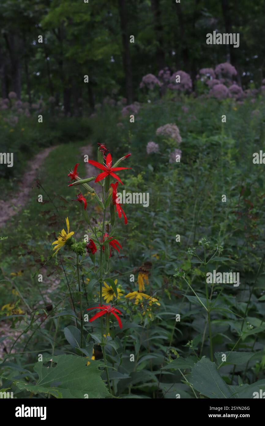 royal catchfly (Silene regia), Plantae, Pleasant Valley Nature ...